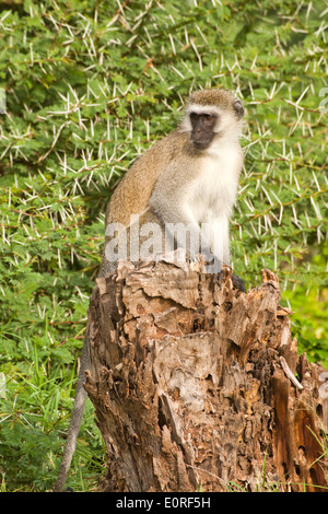 Vervet Monkey, Chlorocebus pygerythrus, Lake Awasa, Ethiopia, in tree ...