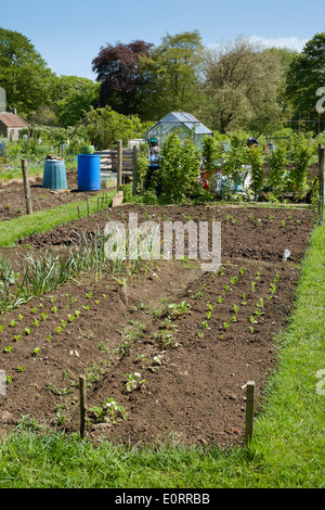 Community allotments, England, UK Stock Photo - Alamy
