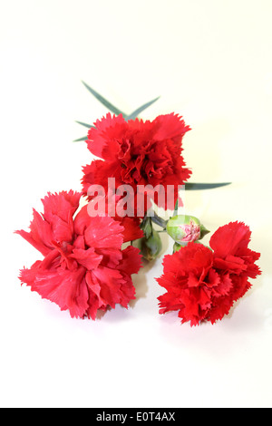 Three red carnations in green vase isolated on white Stock Photo - Alamy