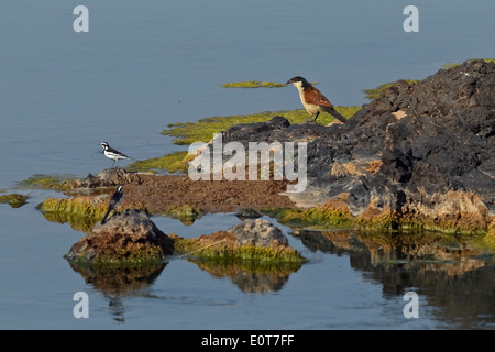 Burchell´s Coucal (Centropus burchelli) and two African Pied Wagtails ...