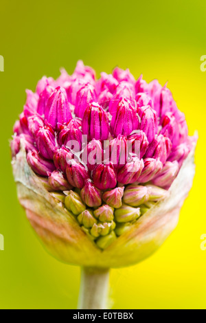 Leek bud, Allium Stock Photo - Alamy