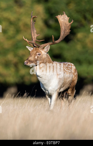 Territorial European fallow deer (Dama dama) buck / male with big ...