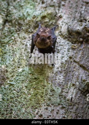 Bat hanging inside a hollow tree, tropical rainforest, Corcovado ...
