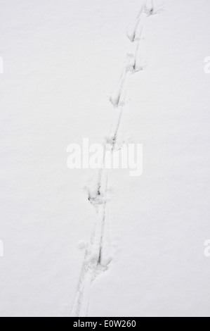 common pheasant footprints in snow Stock Photo - Alamy