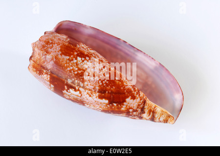 Geographic Cone Shell, Conus geographus, night dive, Paradise II dive ...