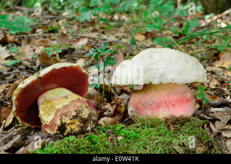 devil's bolete (Boletus satanas), Germany, Bavaria Stock Photo - Alamy
