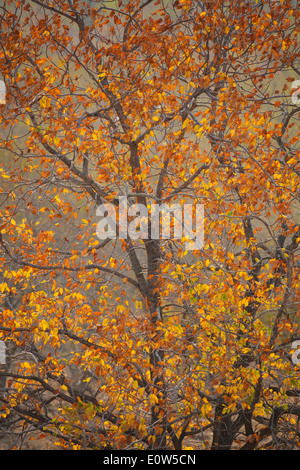 Mopane Tree (Colophospermum mopane). Tree with its distinctive ...