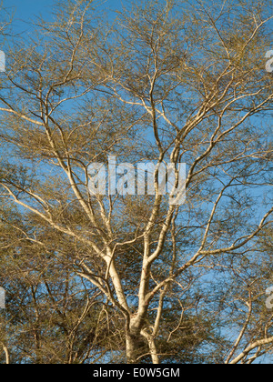 Fever Tree, Acacia xanthophloea, Fabaceae, South Africa Stock Photo - Alamy