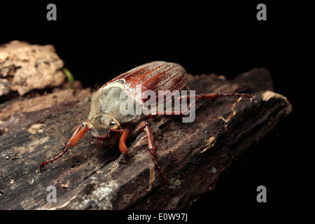 Cockchafer Beetle Maybug melolantha melolantha Irish beetles Ireland ...