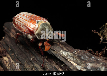 Cockchafer Beetle Maybug melolantha melolantha Irish beetles Ireland ...