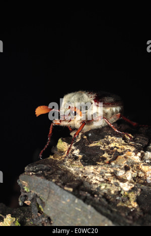 Cockchafer Beetle Maybug melolantha melolantha Irish beetles Ireland ...