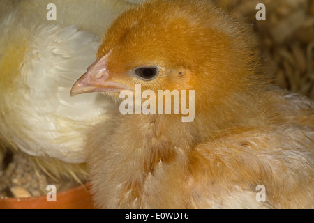 week old hyline chick Stock Photo - Alamy