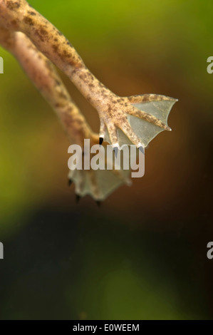 Western clawed frog (Xenopus tropicalis), swimming Stock Photo - Alamy