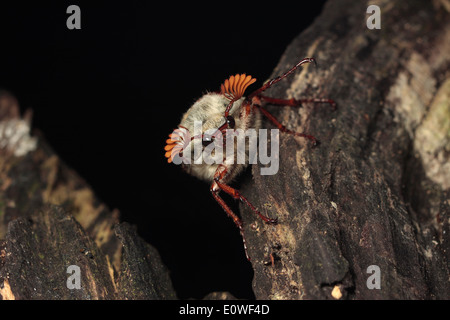 Cockchafer Beetle Maybug melolantha melolantha Irish beetles Ireland ...