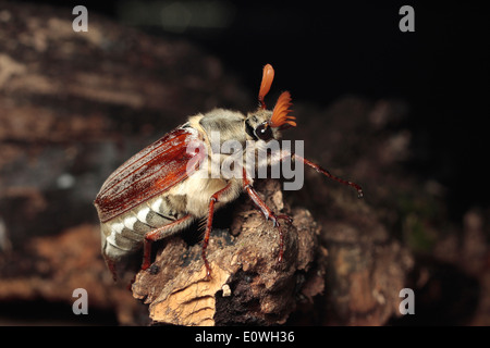 Cockchafer Beetle Maybug melolantha melolantha Irish beetles Ireland ...