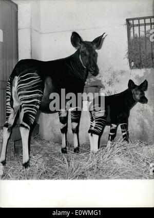 Okapi in a zoo Stock Photo - Alamy