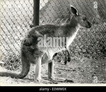 A rare white kangaroo in a zoo in the Czech Republic Stock Photo - Alamy