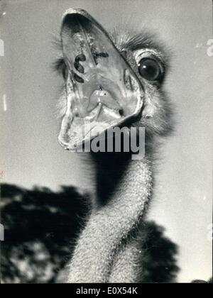 An Ostrich. Unknown Stock Photo - Alamy