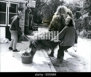 Jun. 06, 1967 - Achmad The Camel Proves a Popular Resident at the Tilly ...