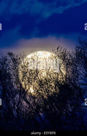 Moon rising through bare tree branches in winter Stock Photo - Alamy