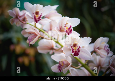 Cymbidium insigne orchid in Thailand Stock Photo - Alamy