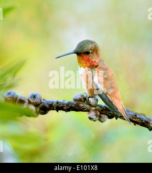 portrait of a colorful hummingbird perched on a railing against cloudy ...