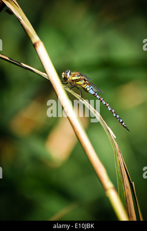 Dragonfly Insect Sitting on Plant Macro Portrait on Black Background ...