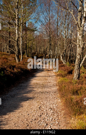 Woodland Footpath to Sluggan Bridge Stock Photo - Alamy