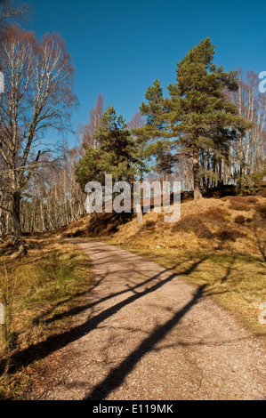Woodland Footpath to Sluggan Bridge Stock Photo - Alamy