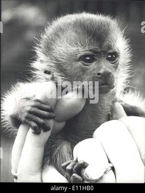 Jun. 08, 1978 - Baby Capuchins at the London Zoo. Jim and Tim, two ...