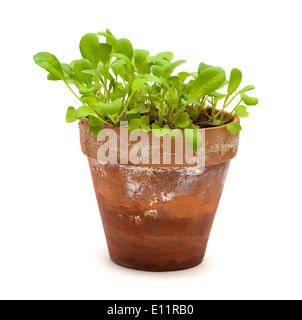 Edible rocket growing in a pot in an urban garden, London UK Stock ...