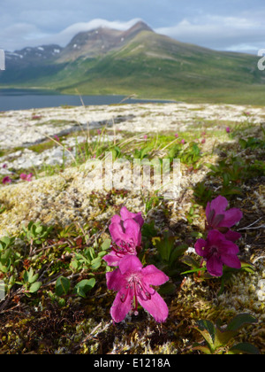 The Kanatak Trail in Becharof National Wildlife Refuge is an important ...