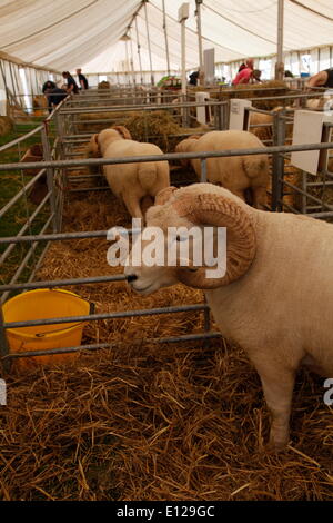 Exeter, Devon, UK. 21st May, 2014. Devon County Show Press Preview Day ...