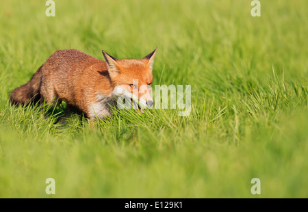 Solitary red fox (Vulpes vulpes) stalking prey in freshly mowed meadow ...