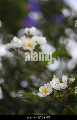 Darlow's Enigma roses in a garden Stock Photo - Alamy