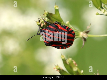 bug graphosoma lineatum - striped beetles in forest on green plant ...