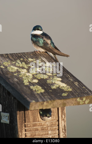 Tree swallows (Tachycineta bicolor) mating, Frank Lake, Alberta, Canada ...