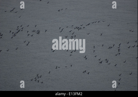 Brant geese are observed in Izembek Lagoon, part of the Izembek ...
