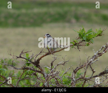 The White-crowned Sparrow is a common sight in Denali National Park ...
