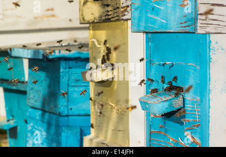 Swarm of bees fly to beehive. Sun light Stock Photo - Alamy