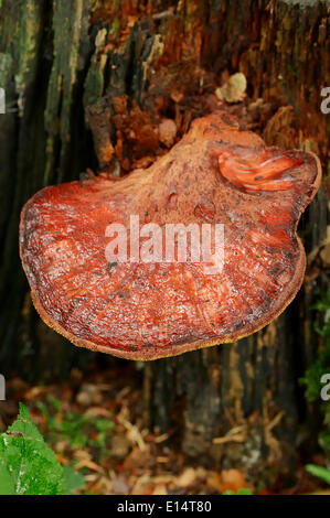 Beefsteak fungus or ox tongue (Fistulina hepatica) is an edible ...
