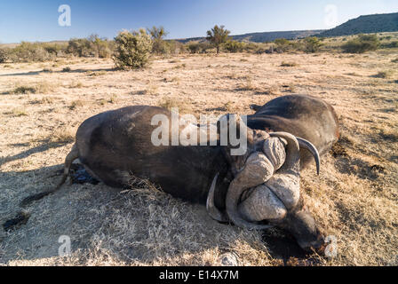 african buffalo, cadaver, african, african buffalos Stock Photo - Alamy