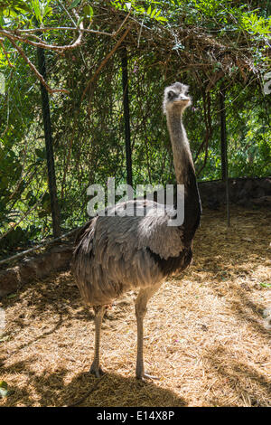 Greater Rhea (Rhea americana Stock Photo - Alamy