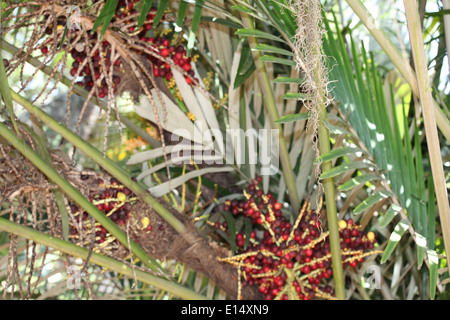 Palm tree Seed Pod Stock Photo - Alamy