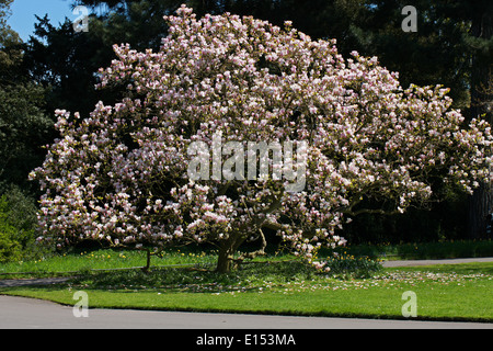 Magnolia x soulangeana 'Rustica Rubra' Stock Photo - Alamy