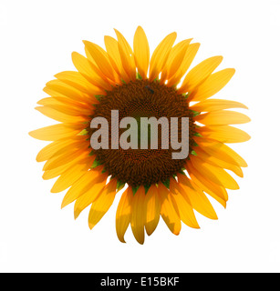 A closeup shot of a yellow sunflower in a blurred field background in ...