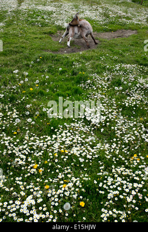 Goat About To Scratch Stock Photo - Alamy