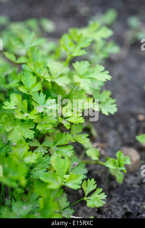 Green parsley grows in the garden in winter under the snow Stock Photo ...