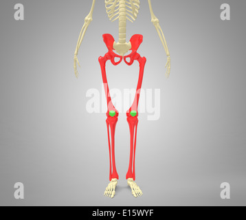 Human Skeleton System Bone Joints Anatomy Stock Photo - Alamy