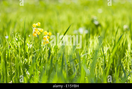 Yellow cowslip or primrose flower grow in grass at spring or summer ...